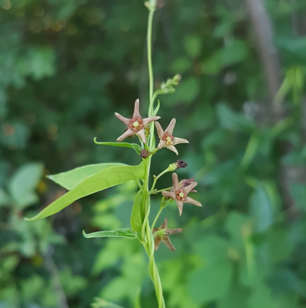 Green Ottawa – Gateway to a green, sustainable Ottawa