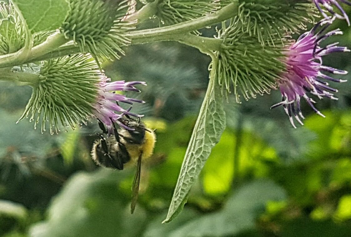 An interview with Pollinator Partnership Canada – Green Ottawa